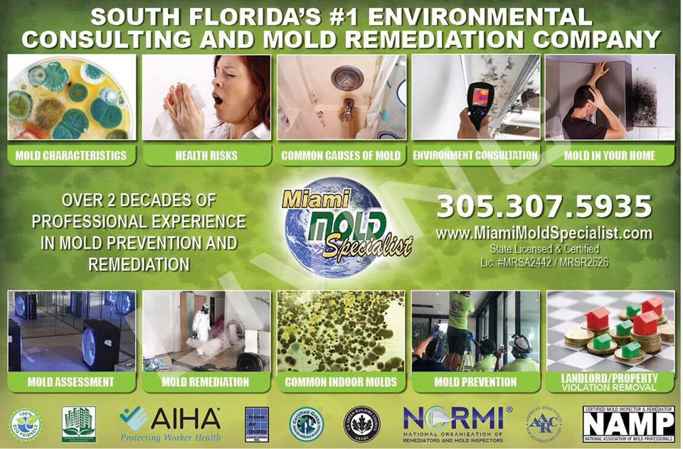 Miami Mold Specialists News - Miami Mold